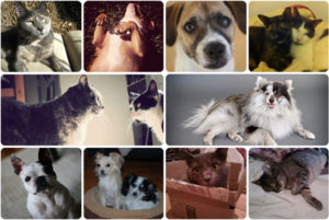 Pawesome - Power to the Pets!