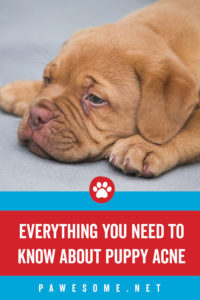 Puppy Acne 101: Symptoms, Causes, and Solutions - Pawesome