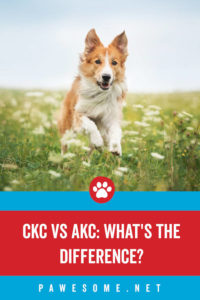 CKC vs AKC: What's the Difference? (w/ Comparison Table)