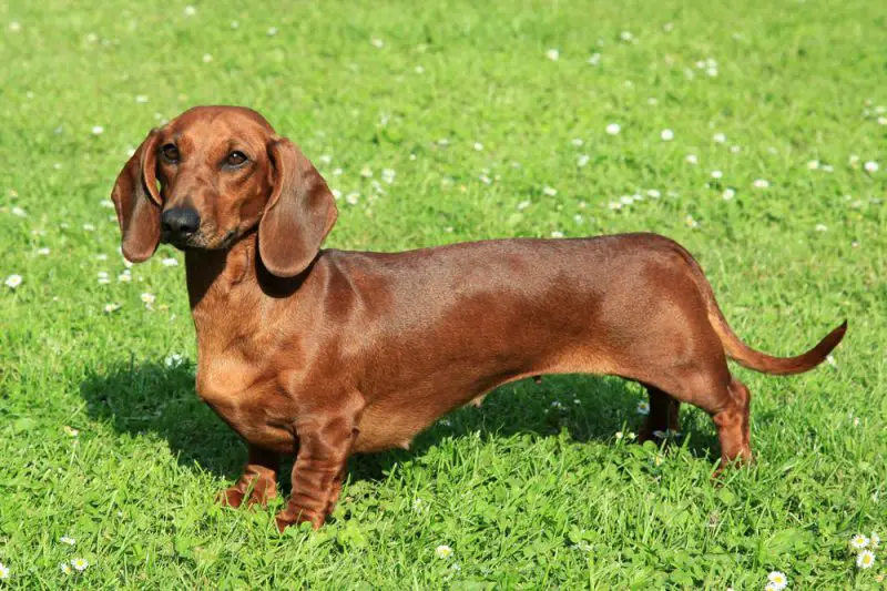 10 Dog Breeds With Long Necks (w/ Pictures & Breed Info)
