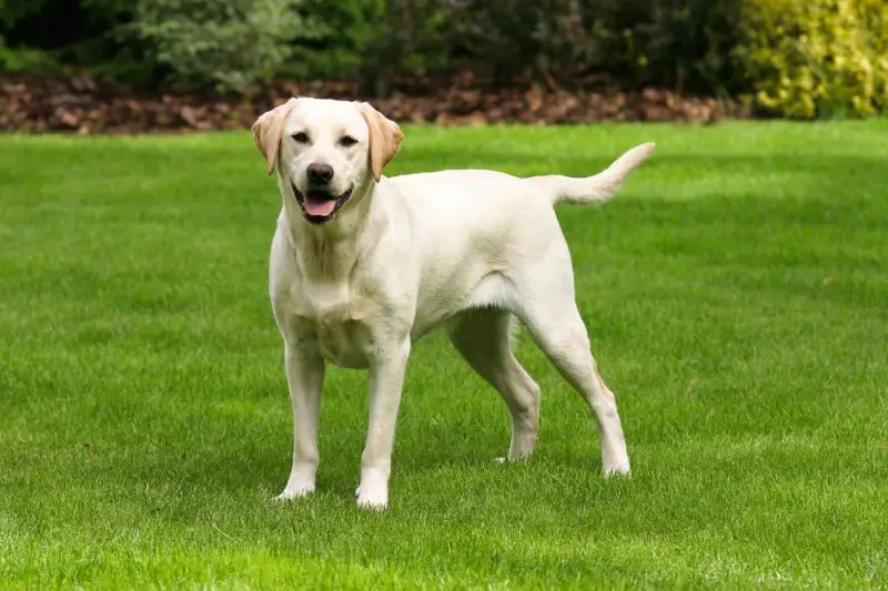 Best Outdoor Dogs: 24 Breeds That Are Perfect Outside