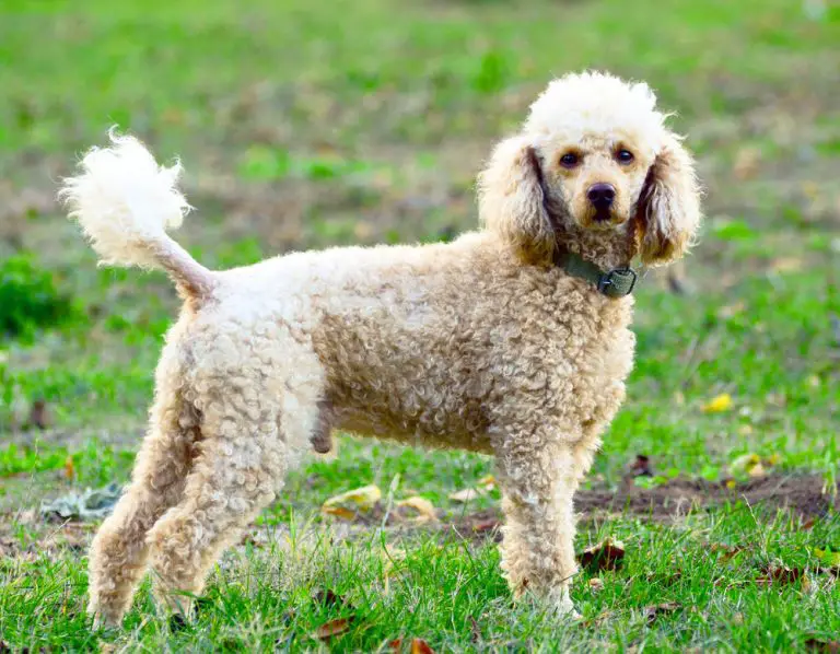 23 of the Top Curly Haired Dog Breeds (w/ Pictures)