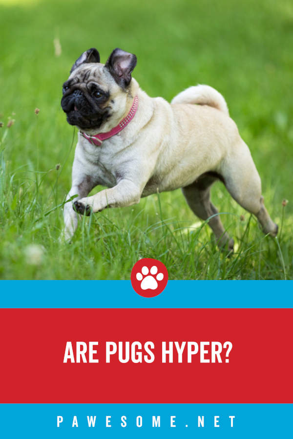 Are Pugs Always Hyper
