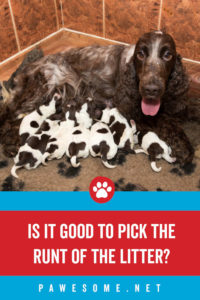 Is It Good to Pick the Runt of the Litter? (w/ FAQ)