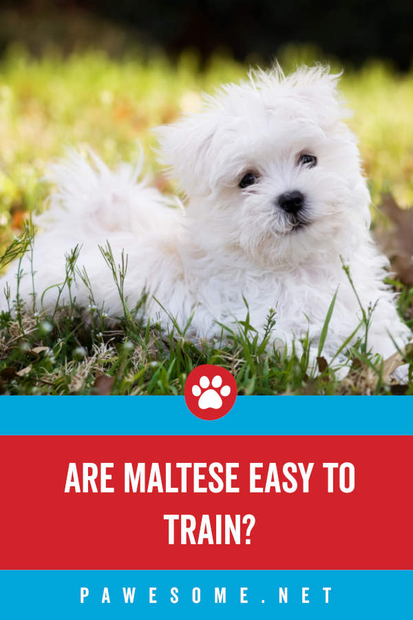 Are Maltese Easy To Train
