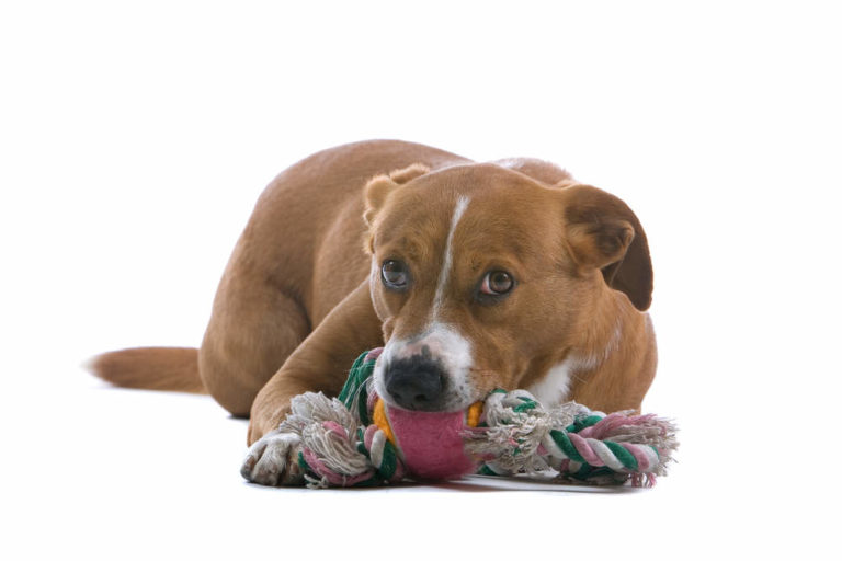 15 Amazing Dog Breeds Born Without Tails (with Pictures)