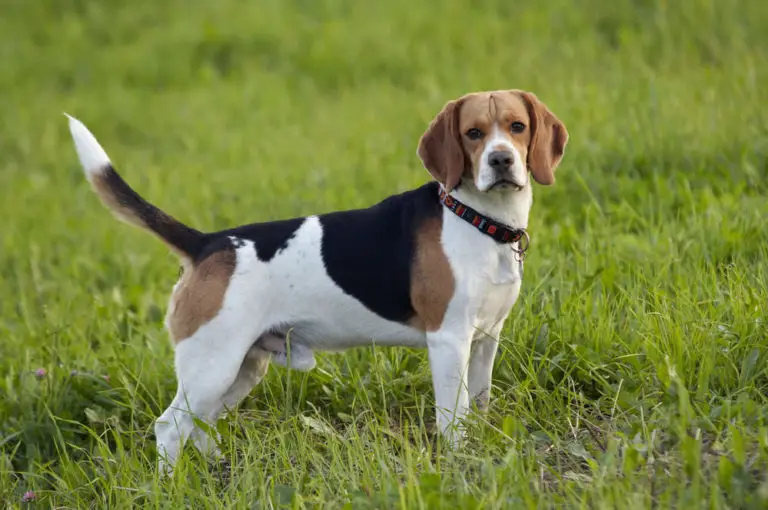 How Do I Know If My Beagle Is Purebred?