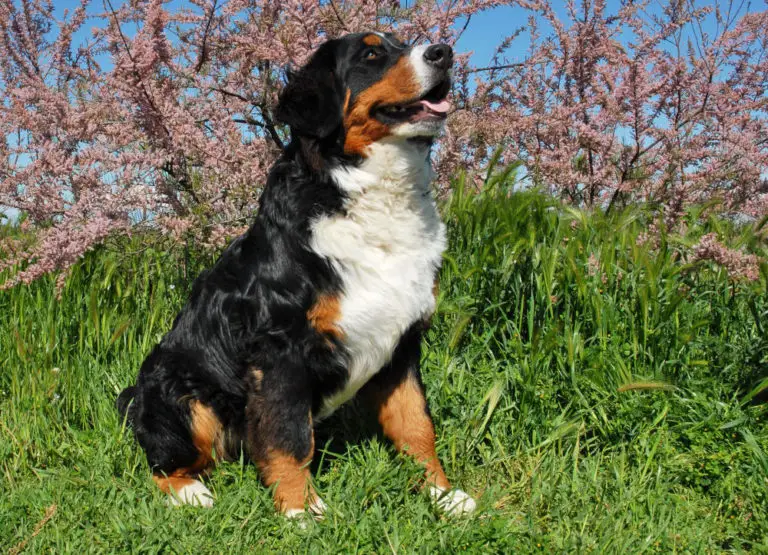 Best Outdoor Dogs: 24 Breeds That Are Perfect Outside