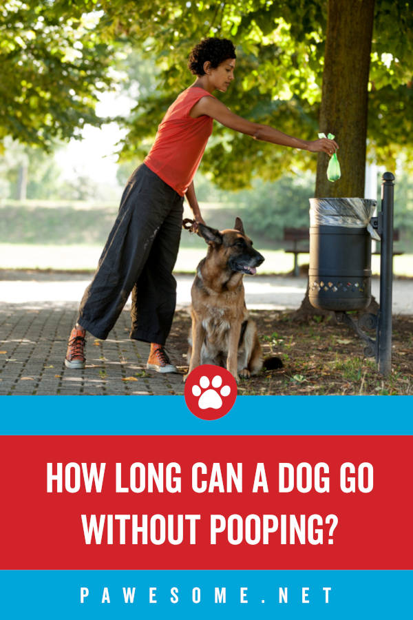 How Long Should My Dog Go Without Pooping