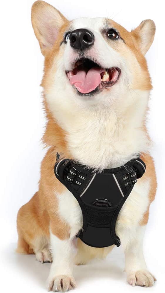 Best Harness for Westies: Top 5, Types & Measuring Tips