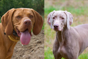 Vizsla vs Weimaraner: What's the Difference? How to Tell?