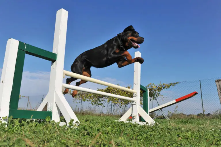 15 Dog Breeds That Can Jump High (with Pictures)