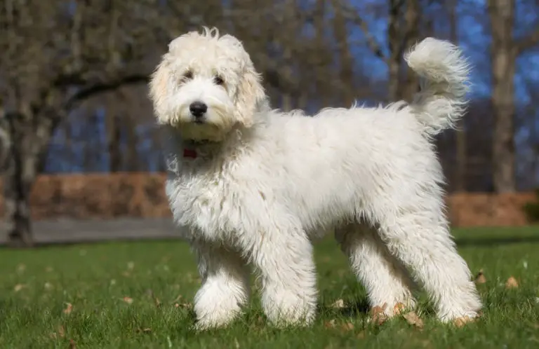 23 of the Top Curly Haired Dog Breeds (w/ Pictures)