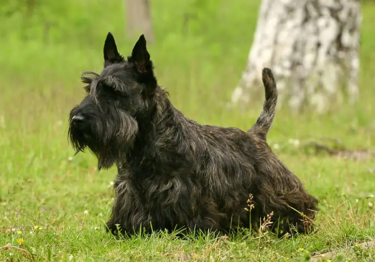 18 Dog Breeds With Wiry Hair (Complete Guide w/ Pictures)