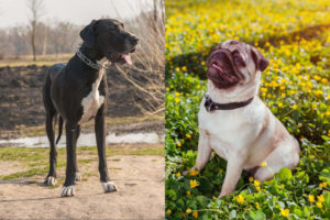 Great Dane Pug Mix: Everything About This Rare Crossbreed