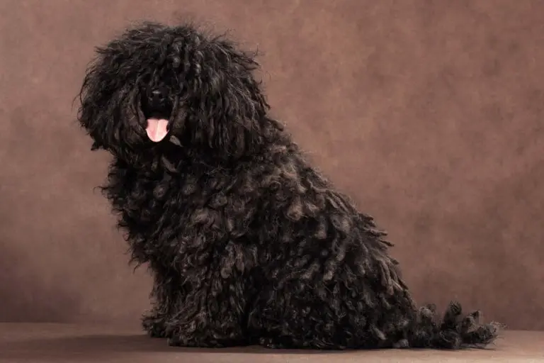23 of the Top Curly Haired Dog Breeds (w/ Pictures)