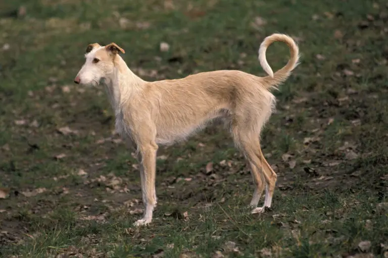 10 Dog Breeds With Long Necks (w/ Pictures & Breed Info)