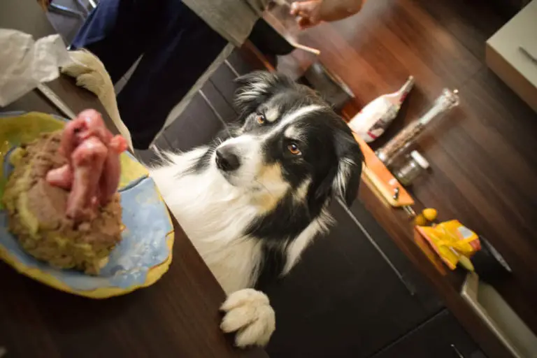 Are Border Collies Picky Eaters? (Why & How to Help)