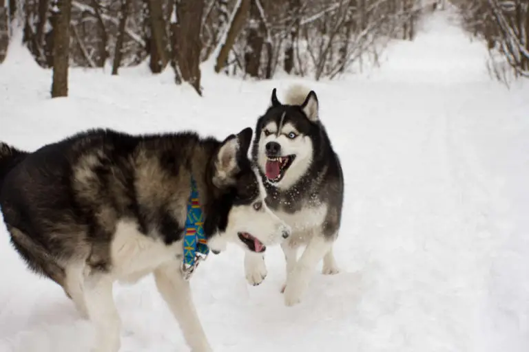 Are Huskies Dangerous? (5 Reasons They Could Be)
