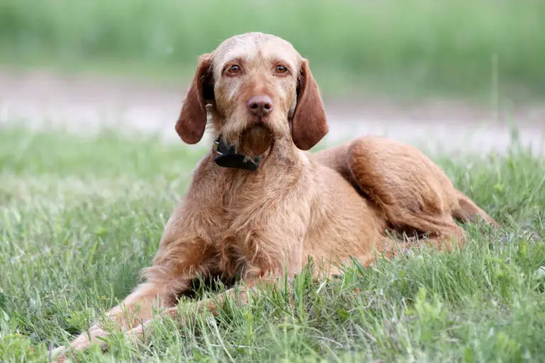 7 Main Vizsla Colors You Need To Know (With Pictures)