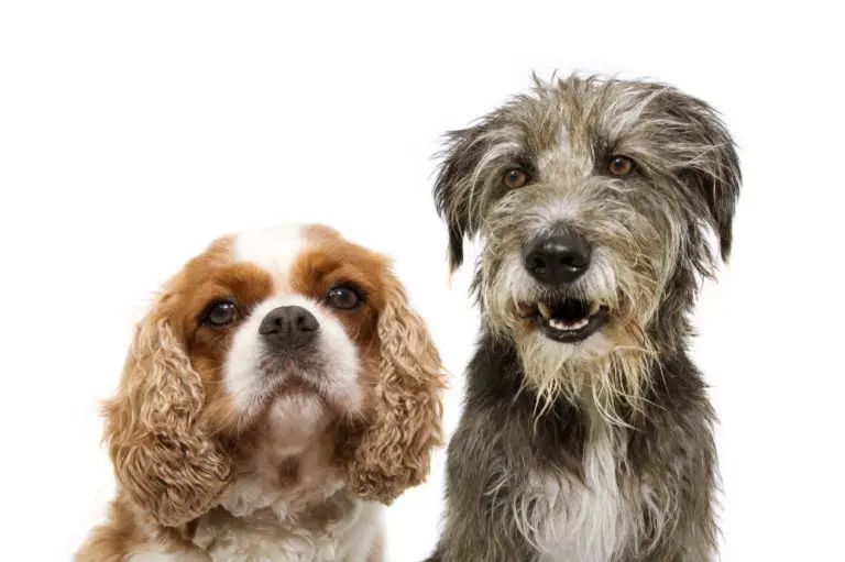 What Breed of Dogs Are in the Lady and the Tramp Movie?