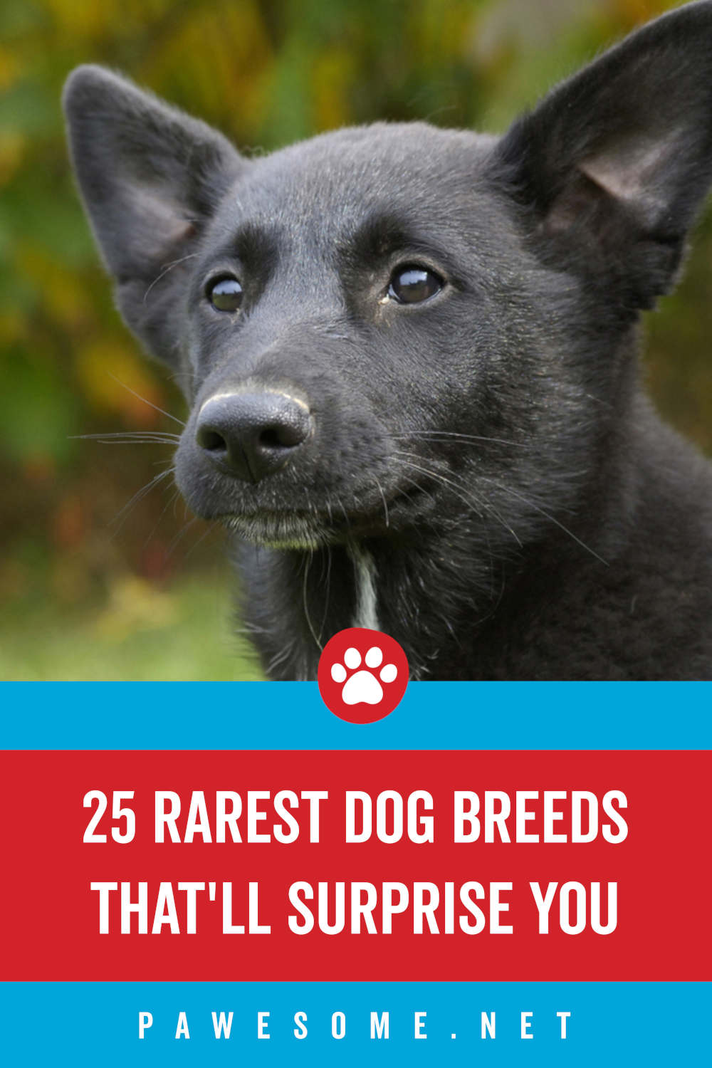 25 of the Rarest Dog Breeds That'll Blow Your Mind