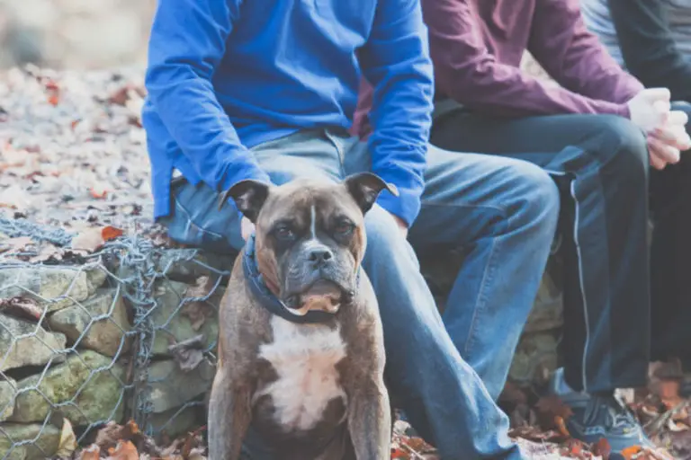 Do Pitbulls Protect Their Owners? (Facts & Debunking Myths)